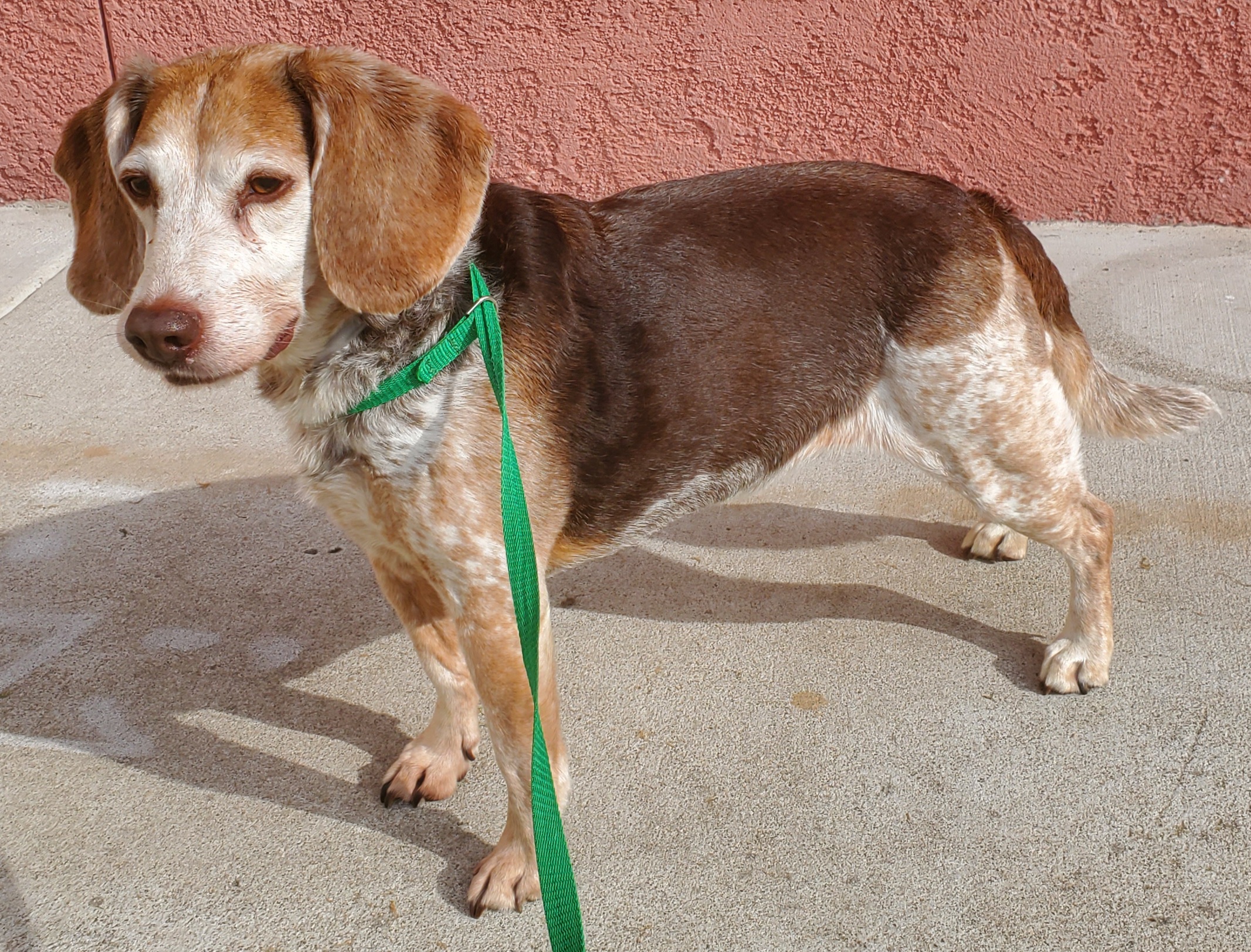Available Dogs – Bean’s Beagles Rescue