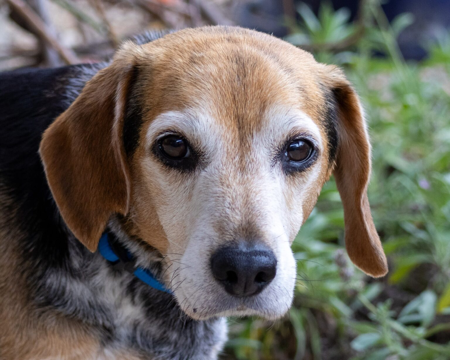 Bean's Beagles Rescue – We provide rescue, rehabilitation and re-homing ...