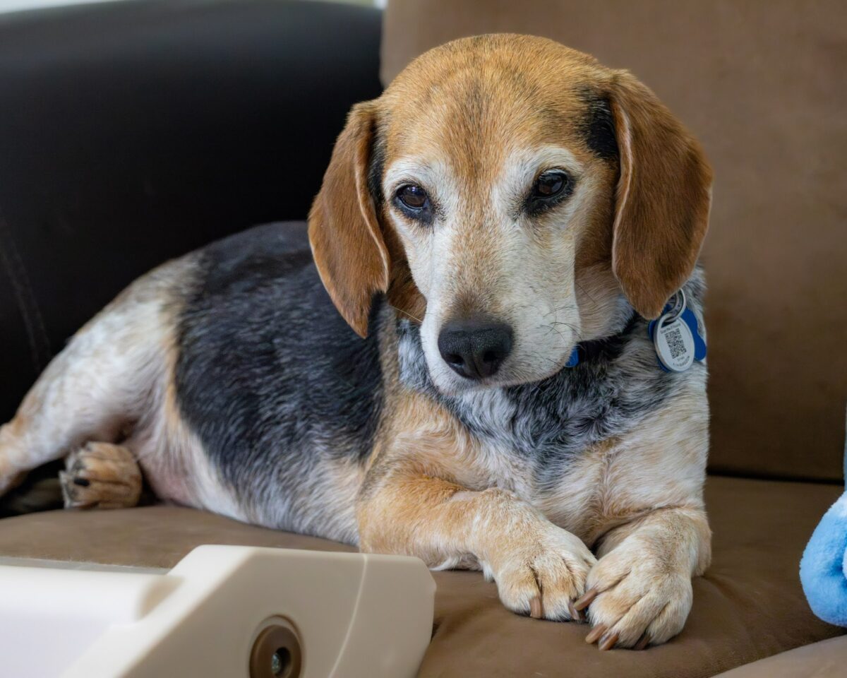 Adopt & Foster – Bean’s Beagles Rescue